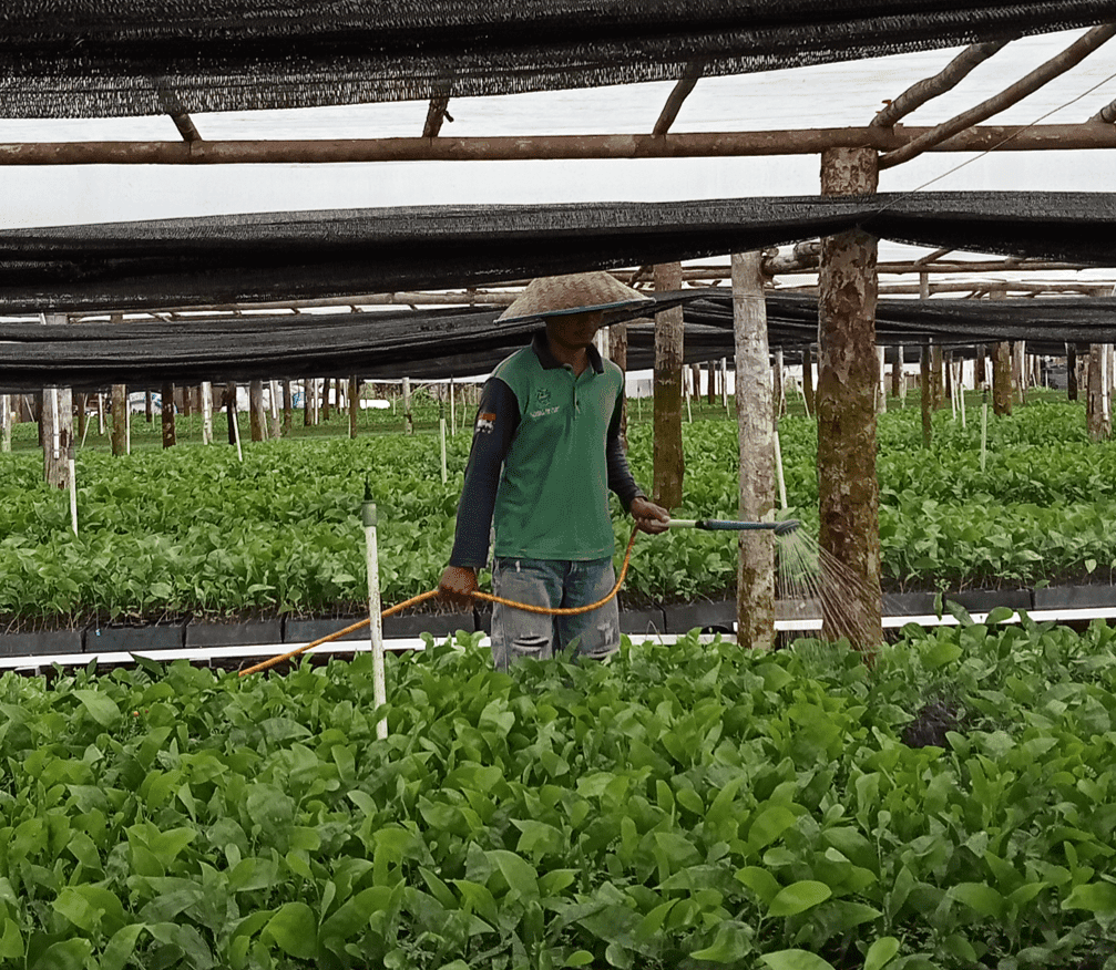 Tentang Kami – PT Industrial Forest Plantation